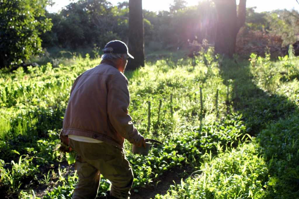 Le Wwoofing en Australie | Alcheringa